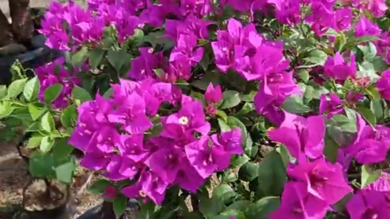 Paling Hits! Bougenville, Tanaman Hias Tahan Panas Yang Rajin Berbunga ...